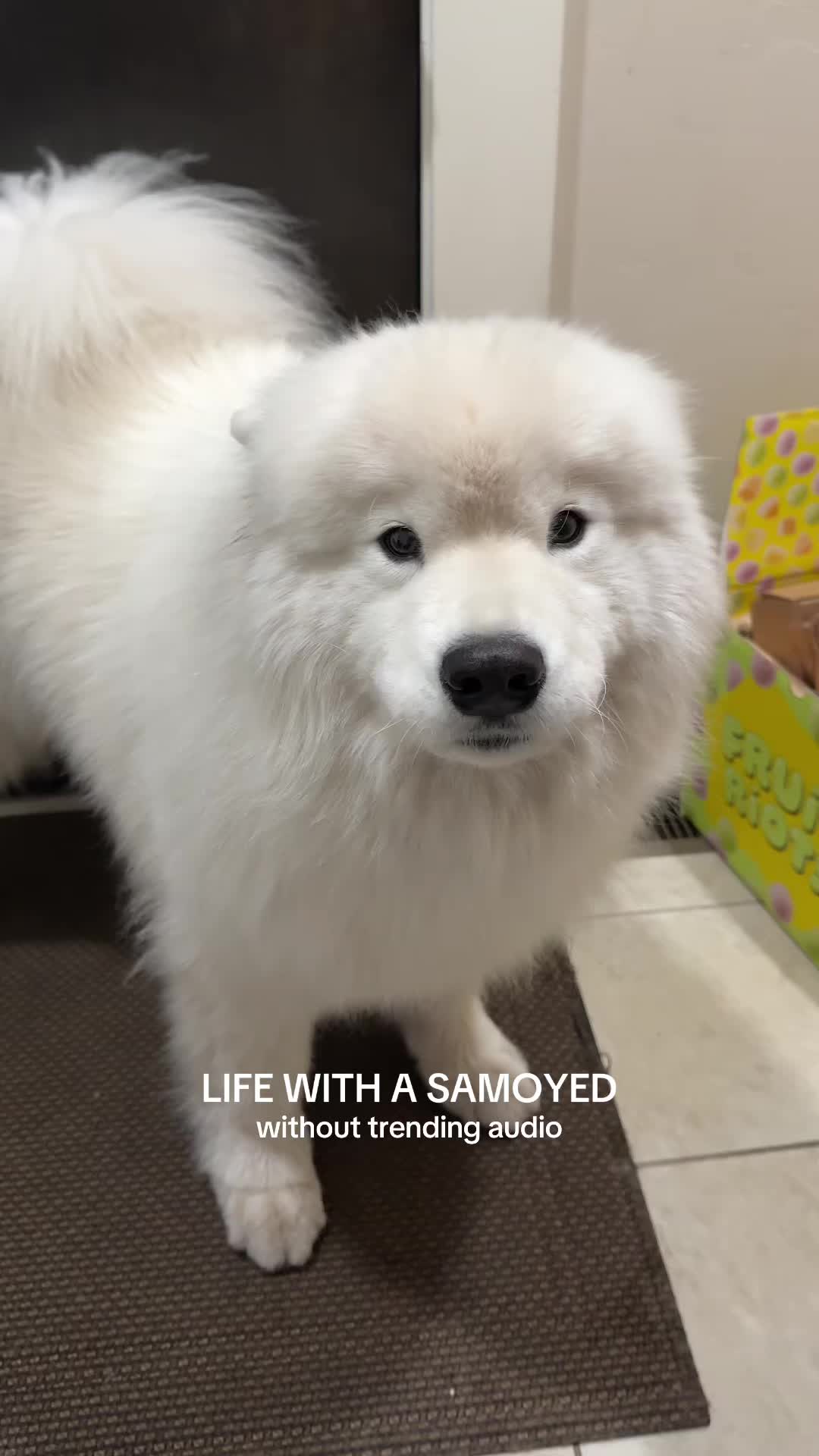 🦄 @life.with.a.landcloud - Charishma + Boomer - TikTok