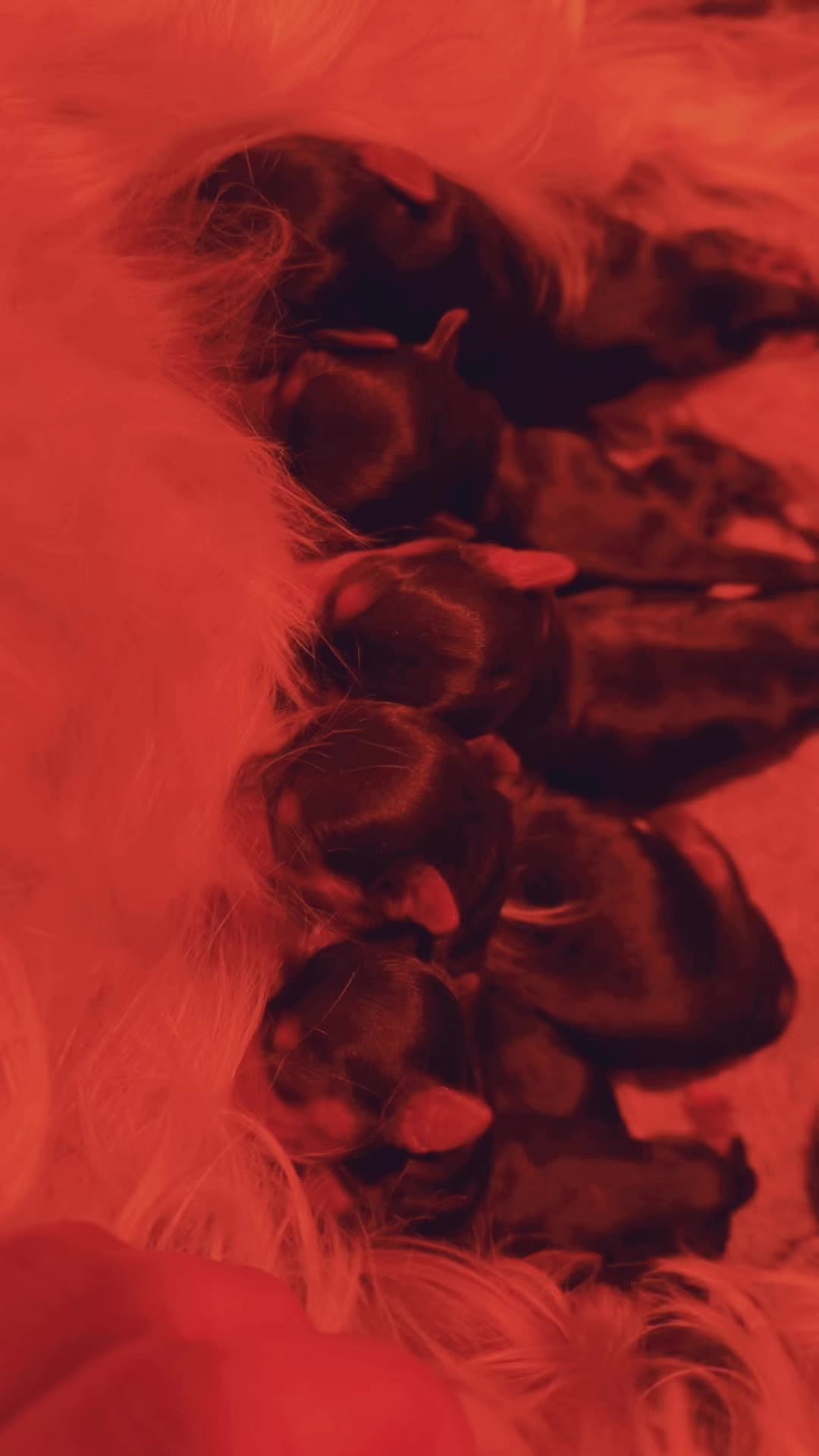 🦄 @dr.terri_ifbbpro - Dr. Terri Widdick - TikTok