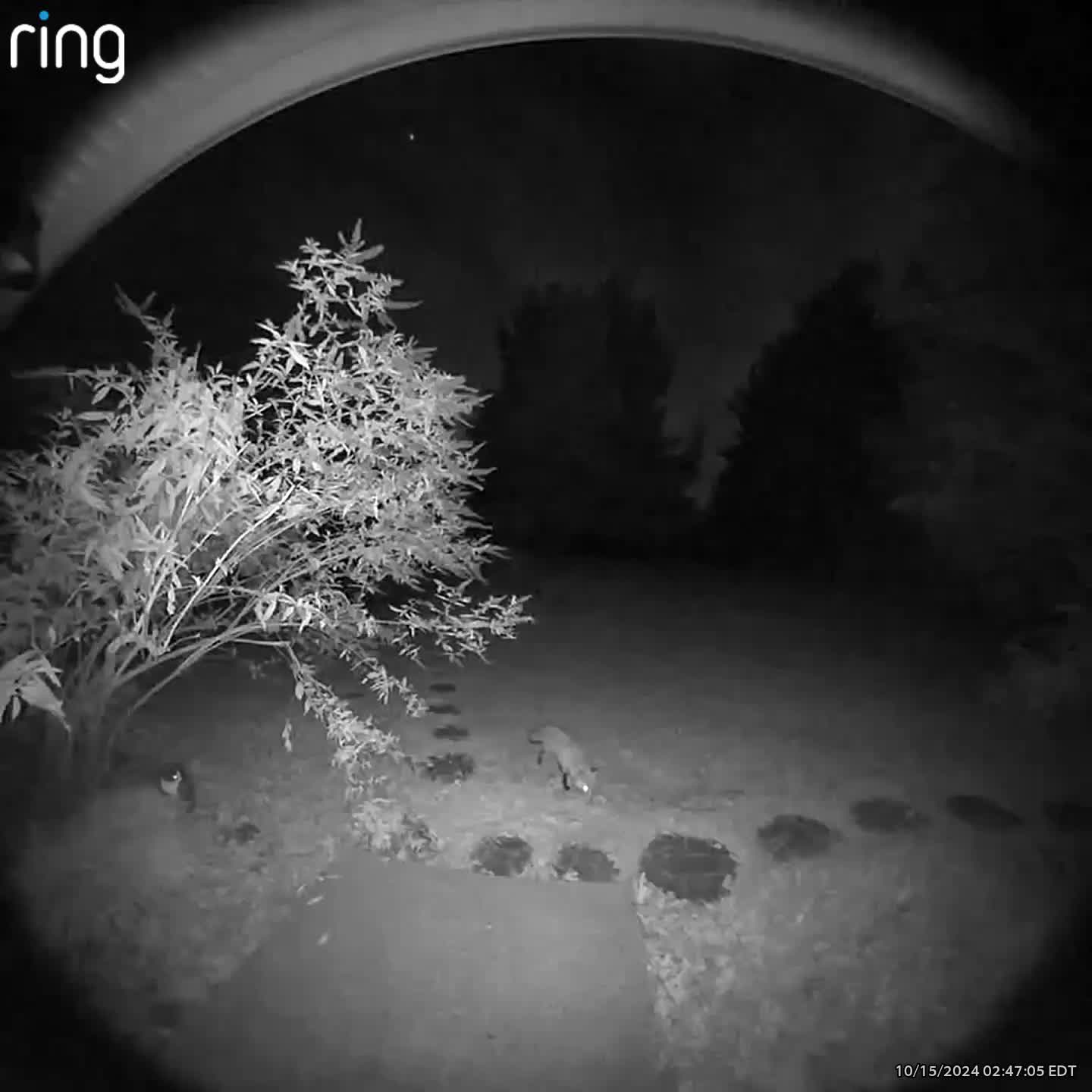 Did you notice the second set of eyes | Chelsea Lynn (@chelseababy85)