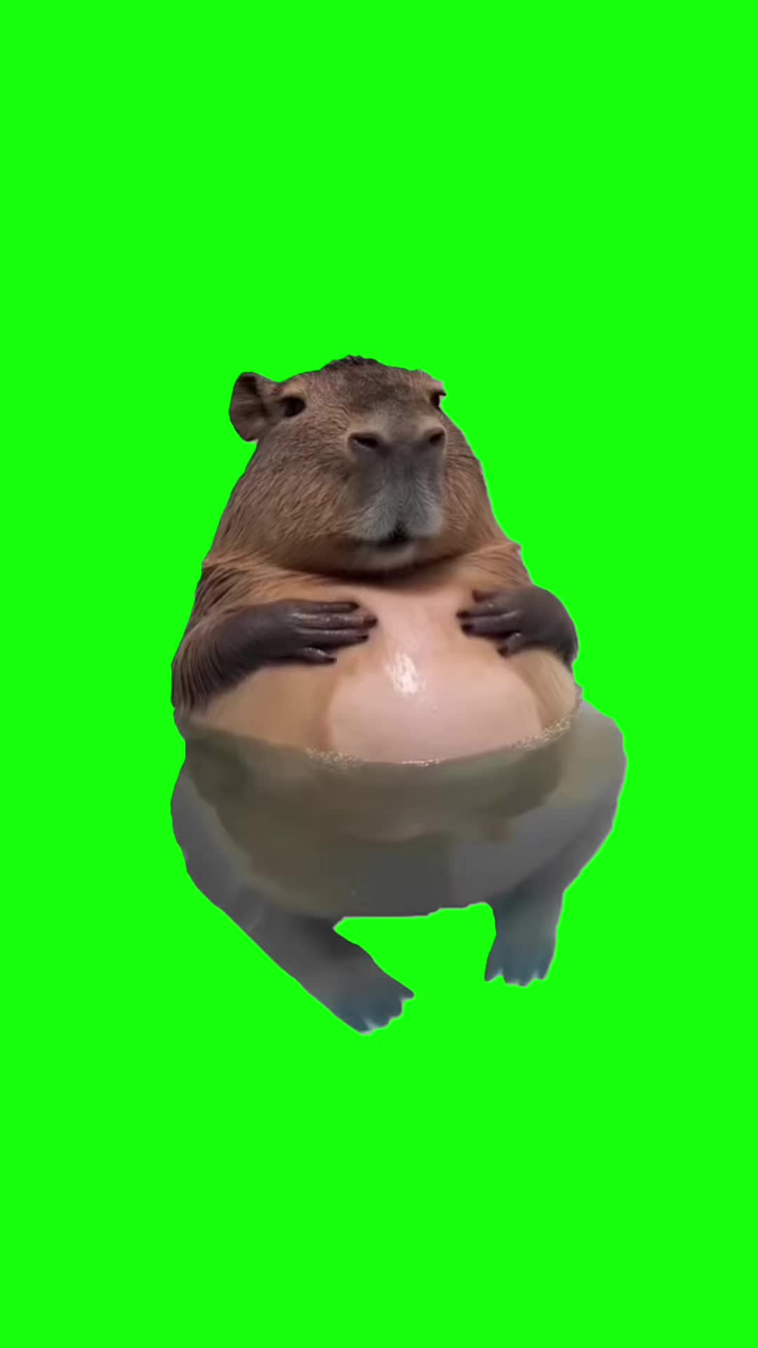 Fat Capybara | Green Screen. Original | I Green Screen Things ...