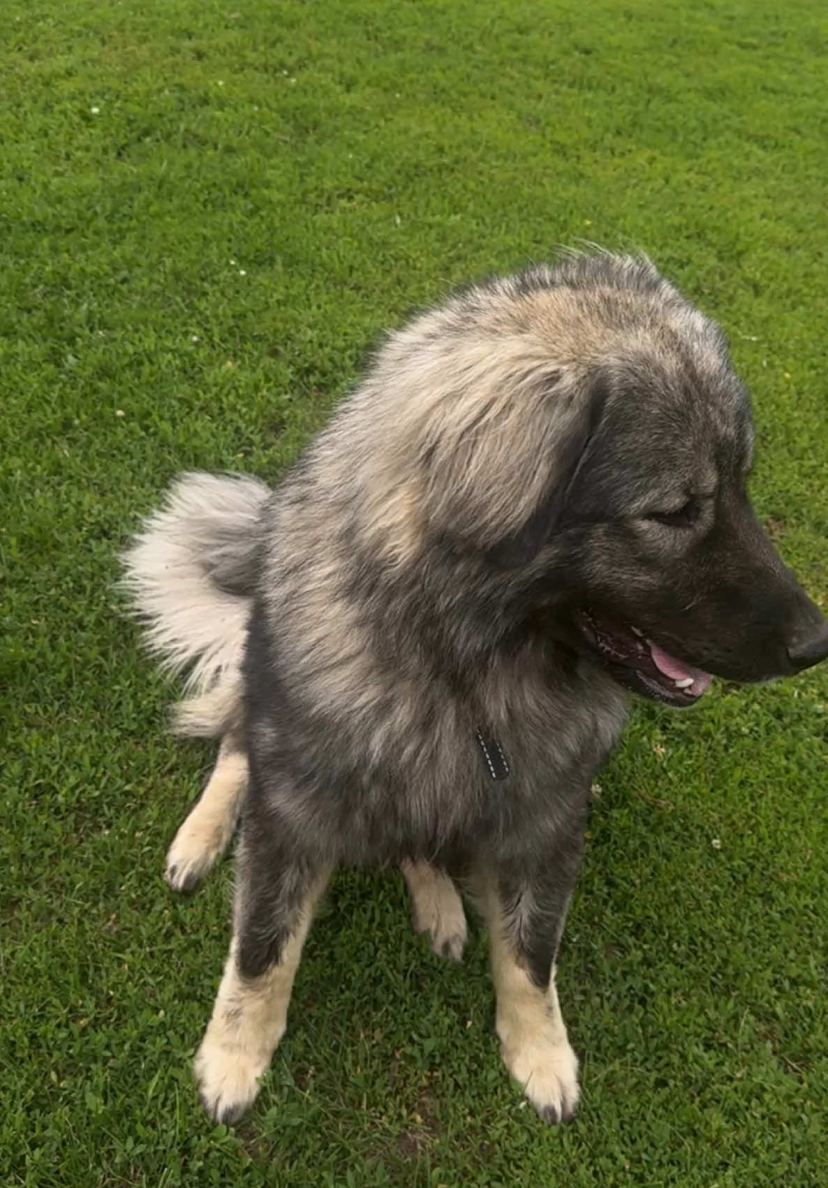 AMD Radeon RX 9070 (2025) Beats NVIDIA | Zestro Gaming (@zestro_gaming)