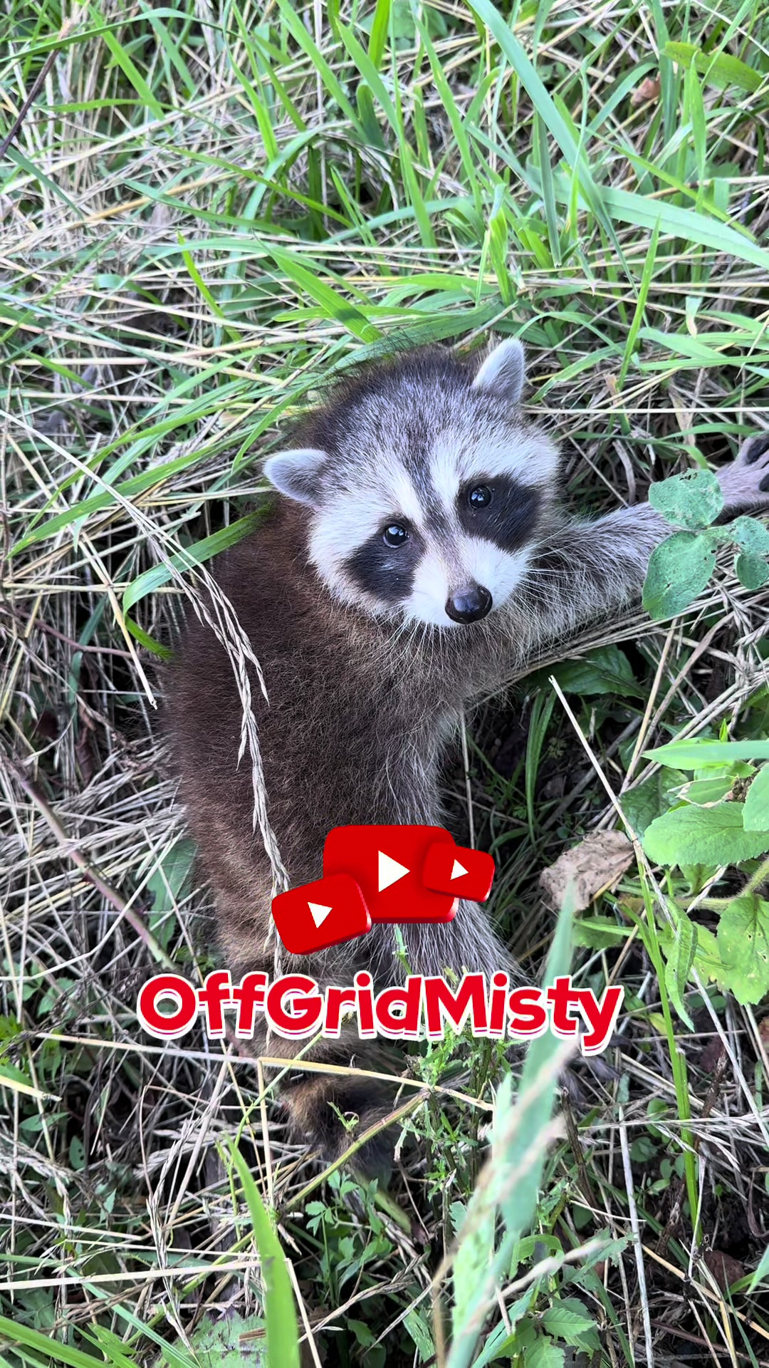 Off Grid Misty (@offgridmisty) - Urlebird