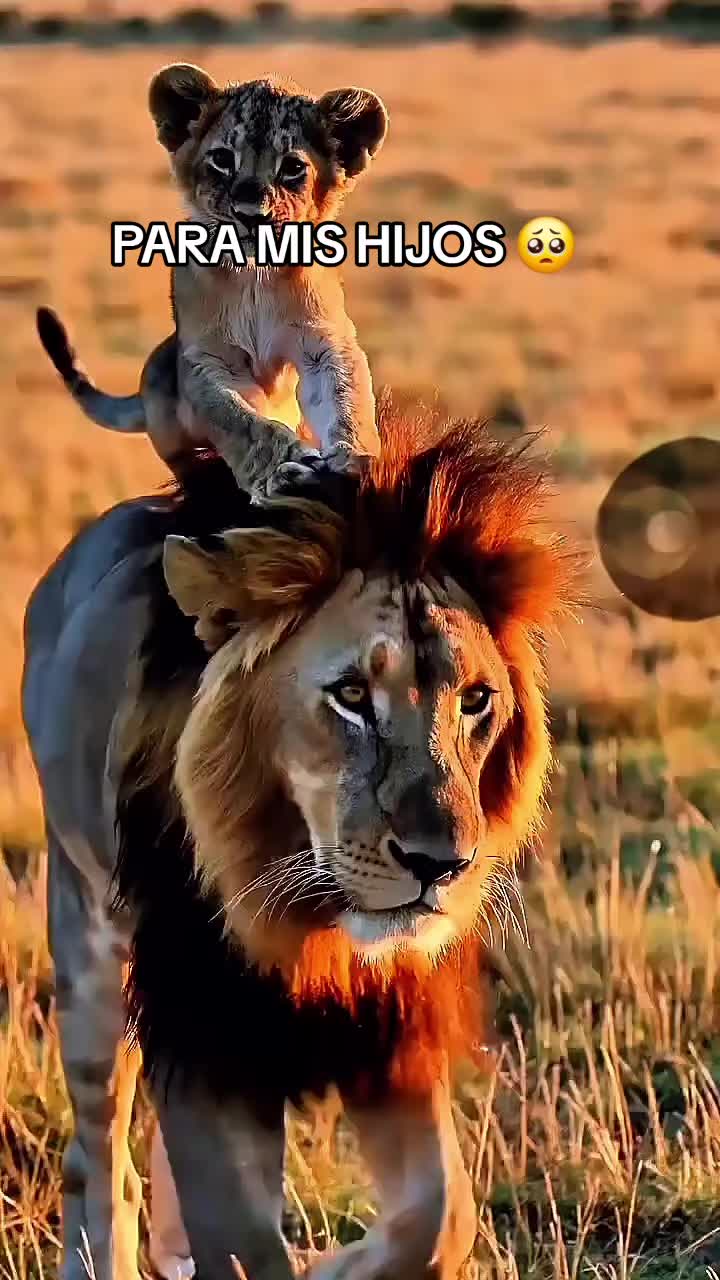 Judwaa - Episode 38 #Judwaaep38 | HUM TV official (@humtofficial1)