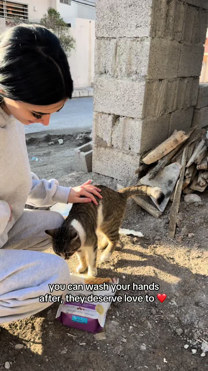 #iraq i should open a cat rescue here | Valla 🍦 (@vallaismail)