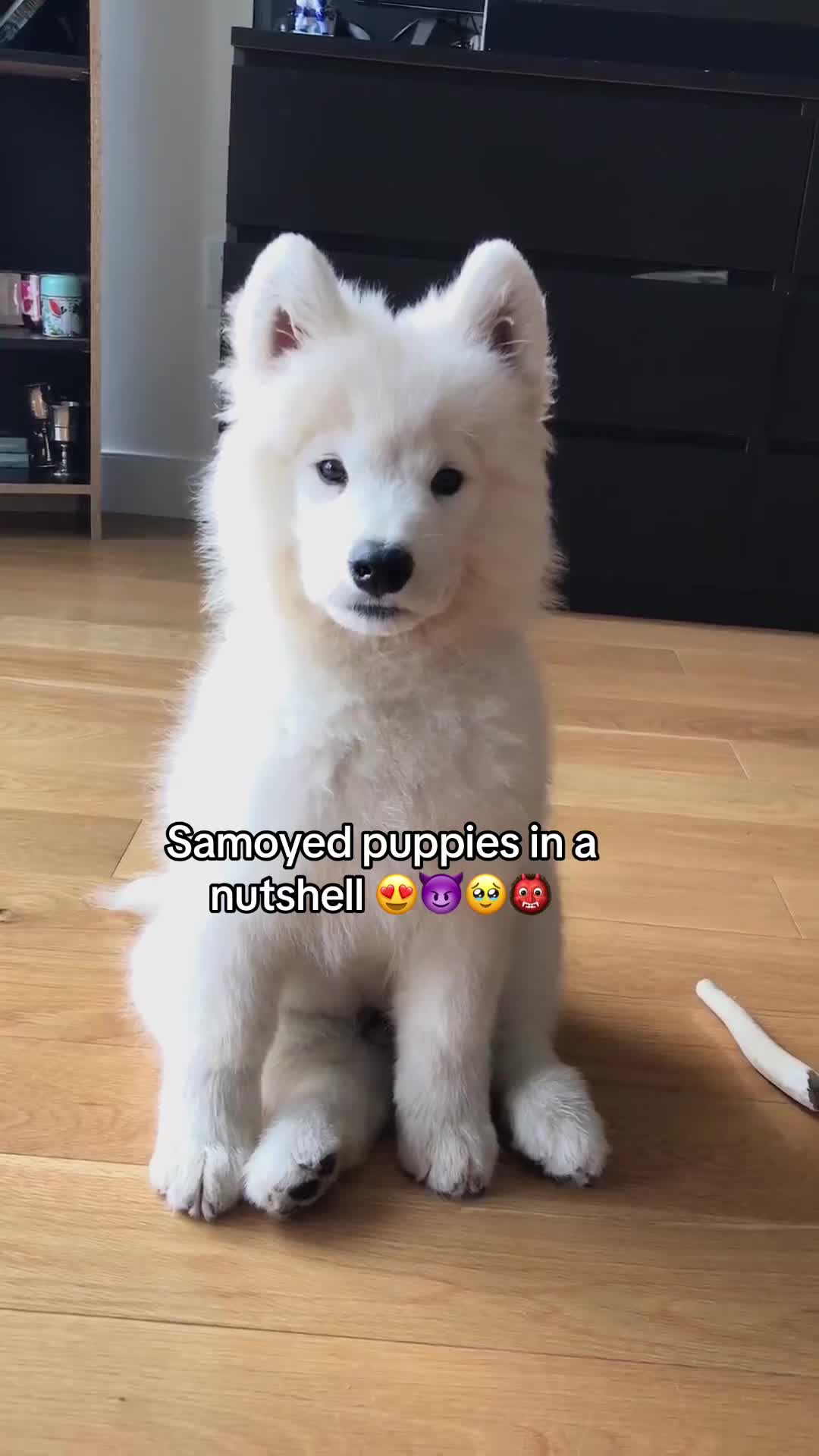 Samoyed puppies = cutest little | Charishma + Boomer (@life.with.a ...