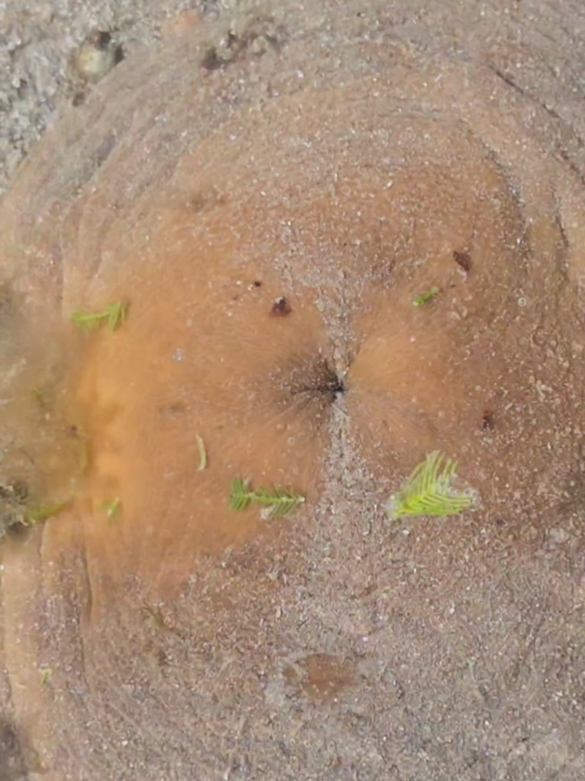 Subrina Lucia (@beautifulsubby.live) - Urlebird