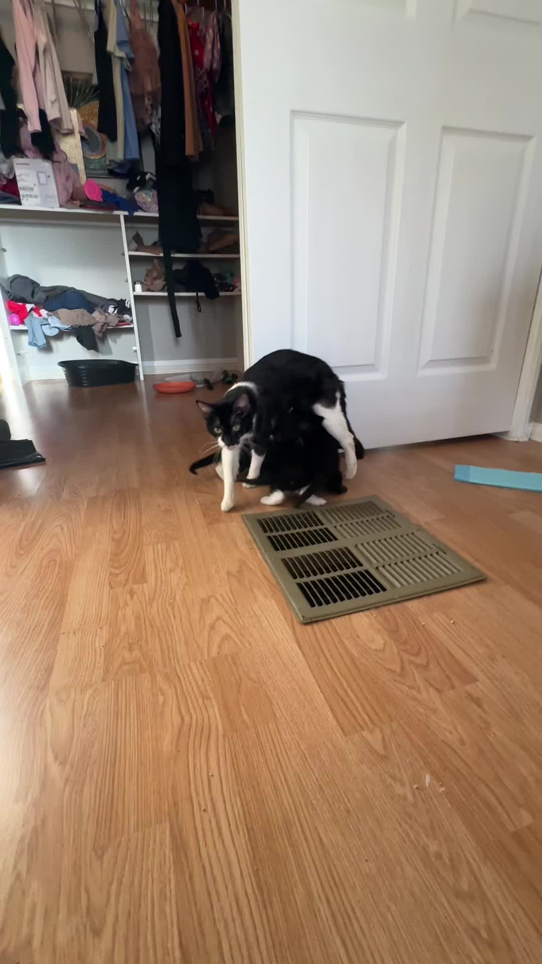 Pengu X John Pork origin story // Part | Anab0licEdits_V2 ...