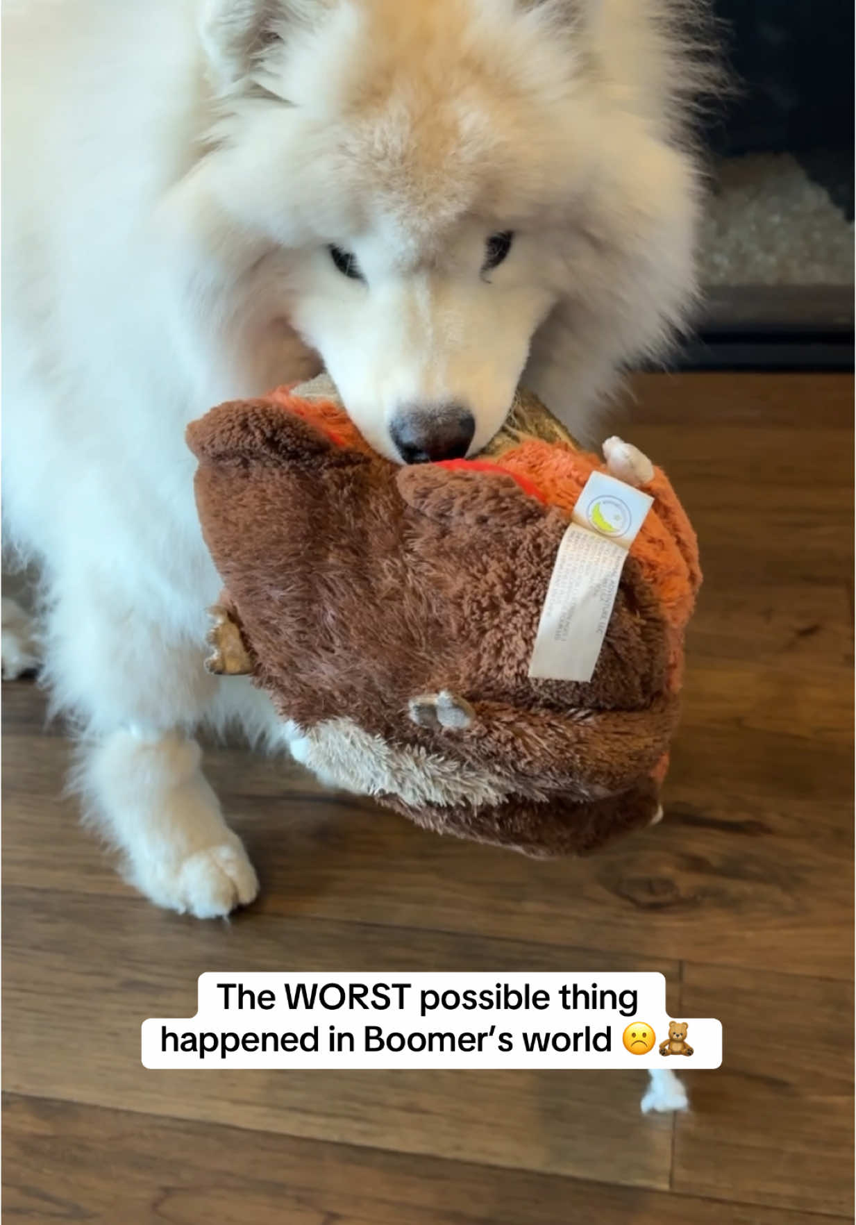 I hope everyone has a best friend in | Charishma + Boomer (@life.with.a ...