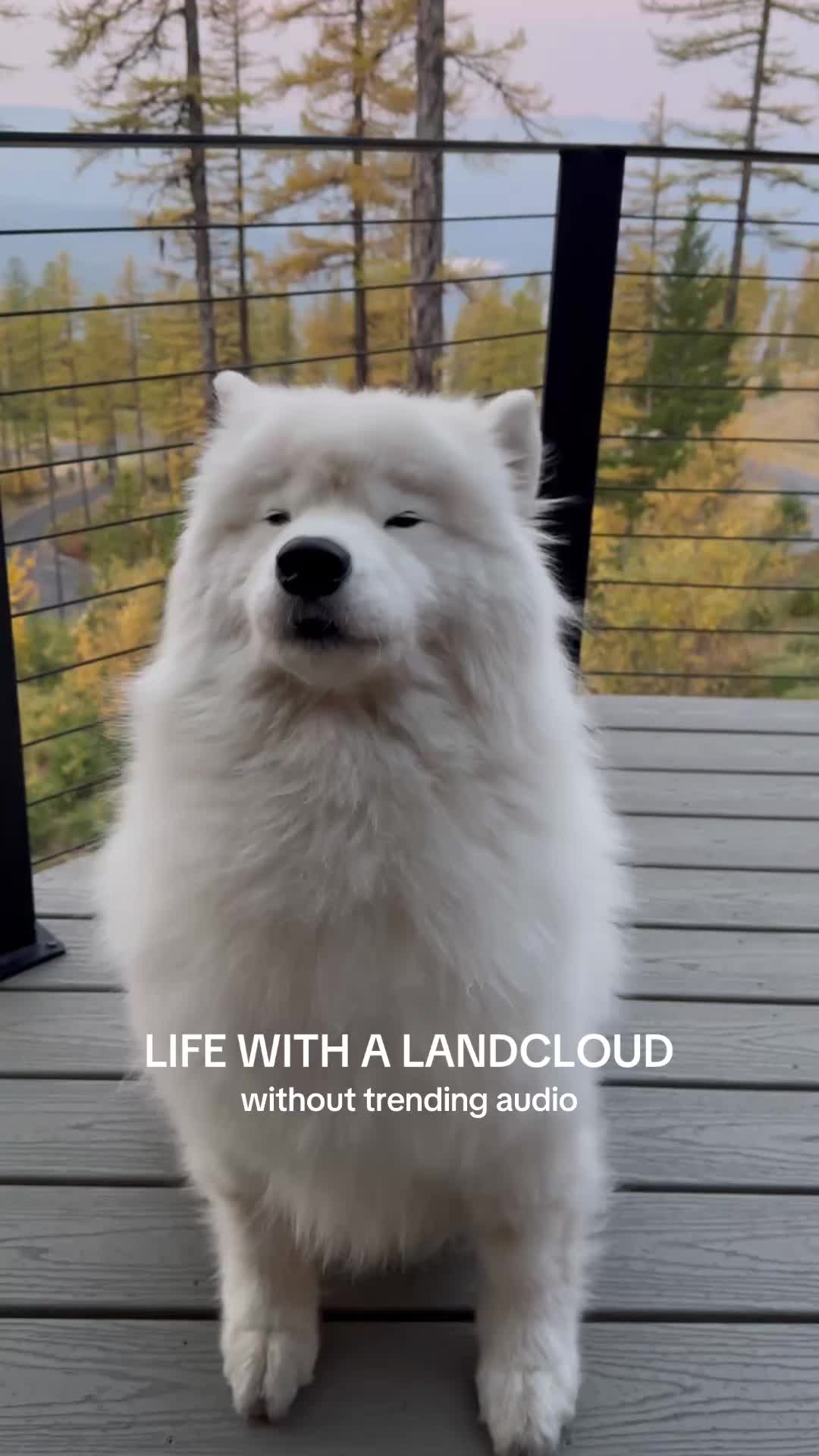 Headed to our first stop on our THREE | Charishma + Boomer (@life.with ...