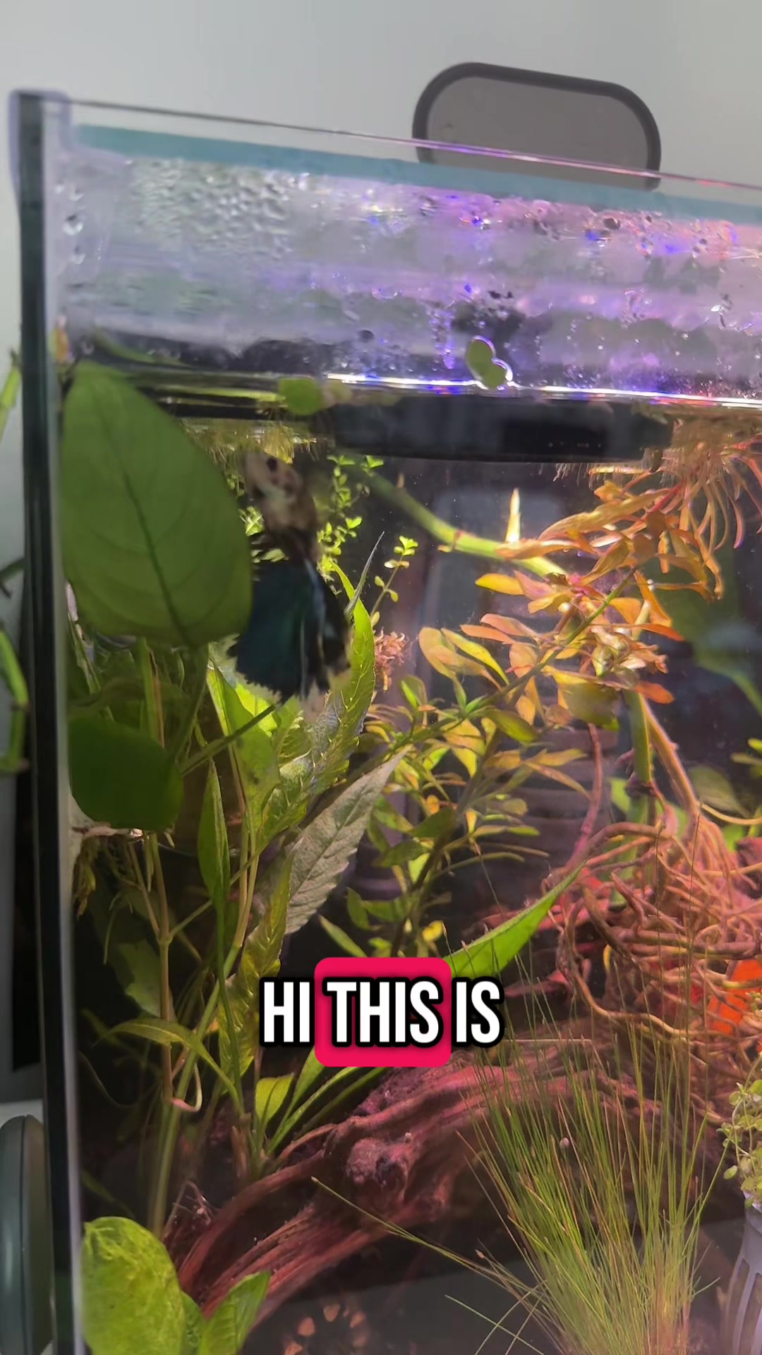 Ali Smiles (@alismiles4you) - Urlebird