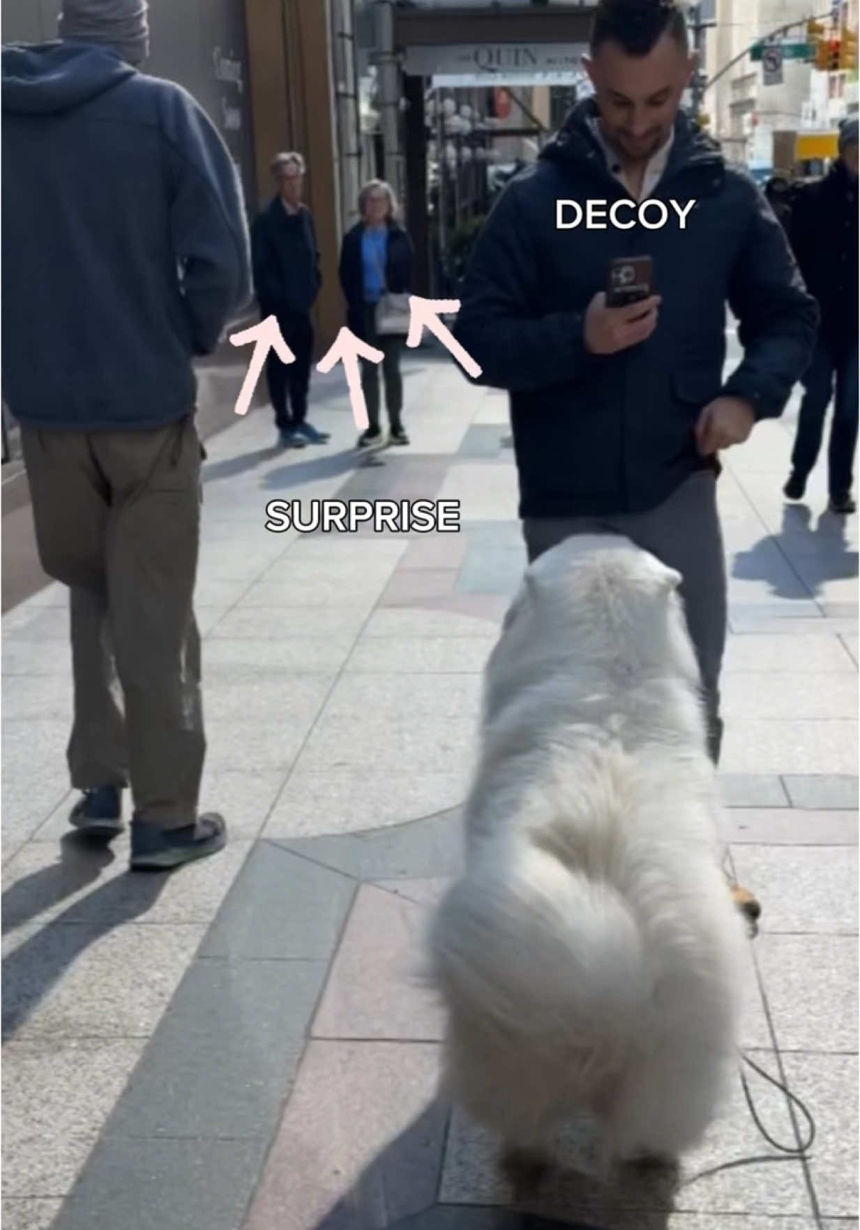 Charishma + Boomer (@life.with.a.landcloud) - Urlebird