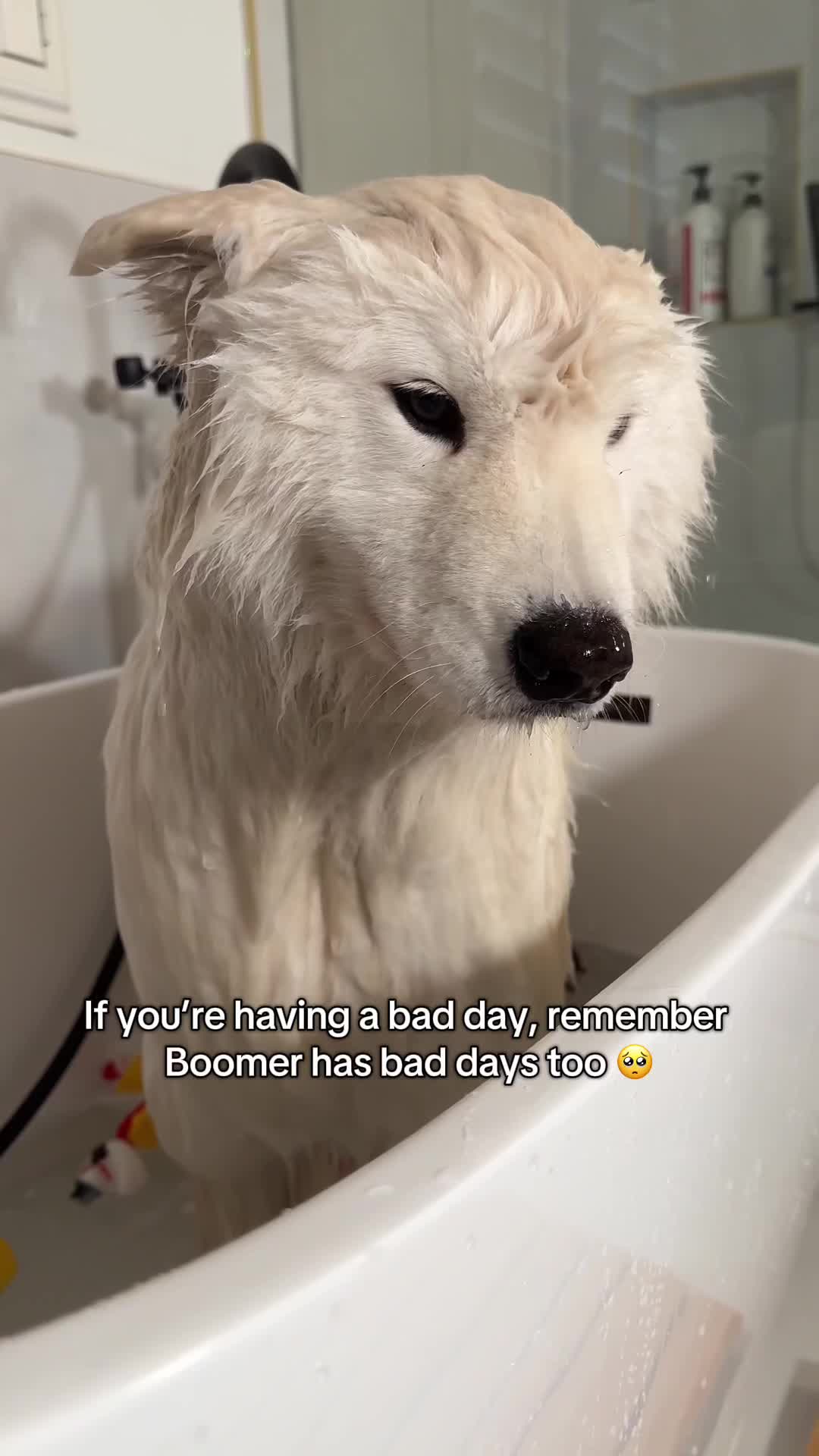 Sending you a fluffy hug in the | Charishma + Boomer (@life.with.a ...