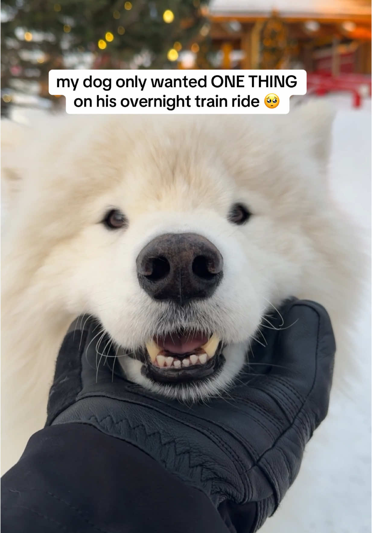 It’s like that seat was made just for | Charishma + Boomer (@life.with ...