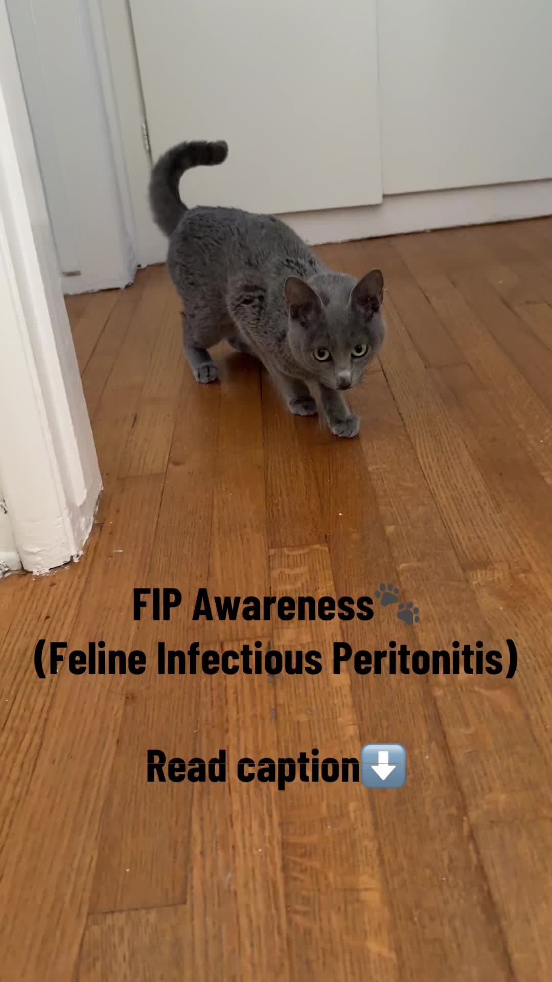 What is FIP? 🐾💔 FIP (Feline Infectious | benji fip account ...