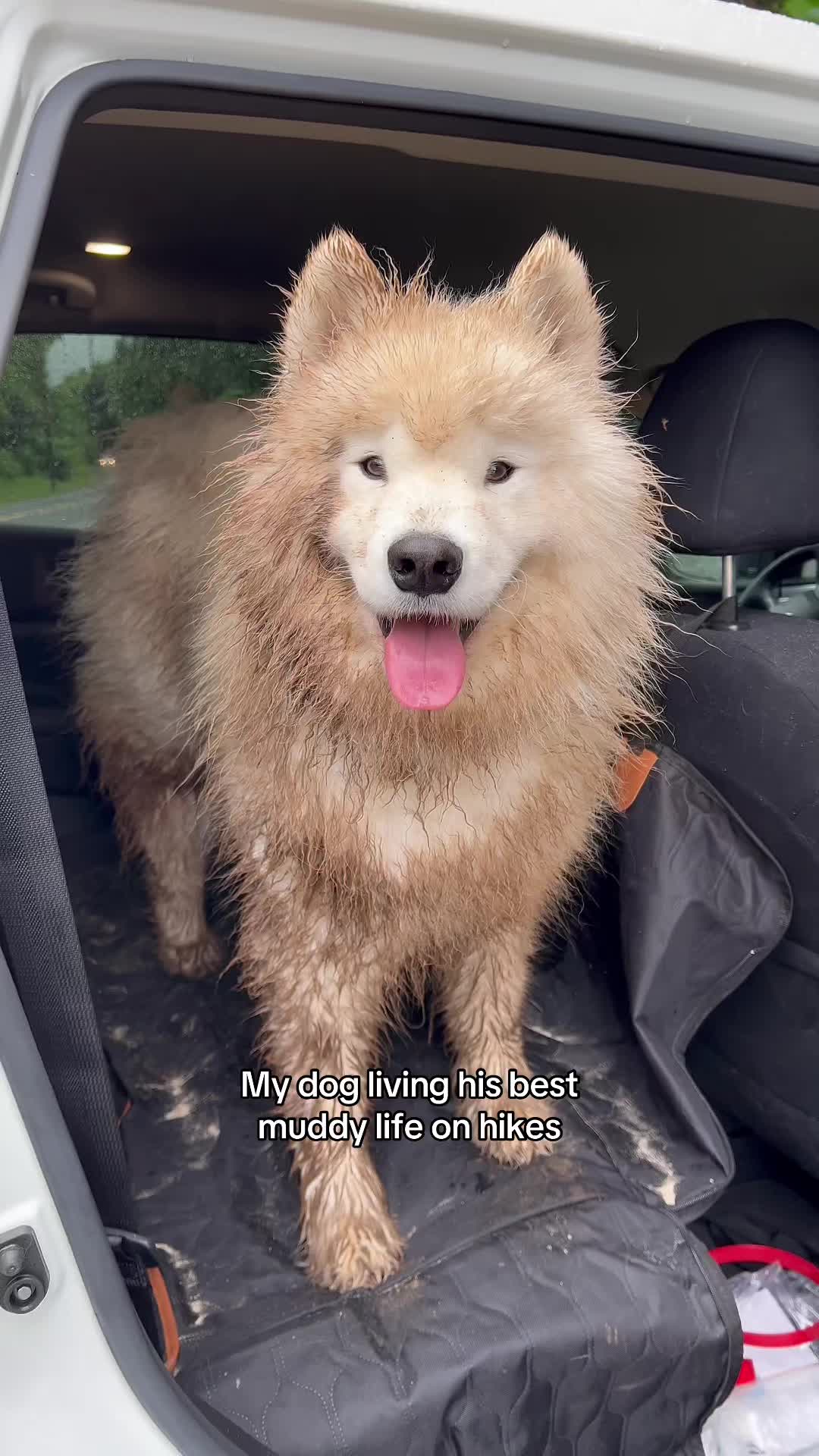 He’s always so shocked with the | Charishma + Boomer (@life.with.a ...