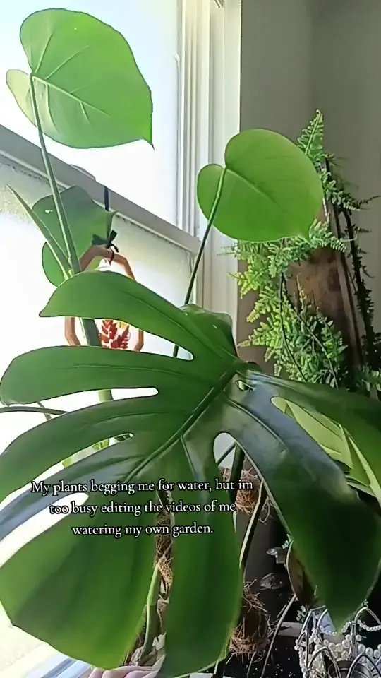 Hazel Hellebore (@hazelhellebore) - Urlebird