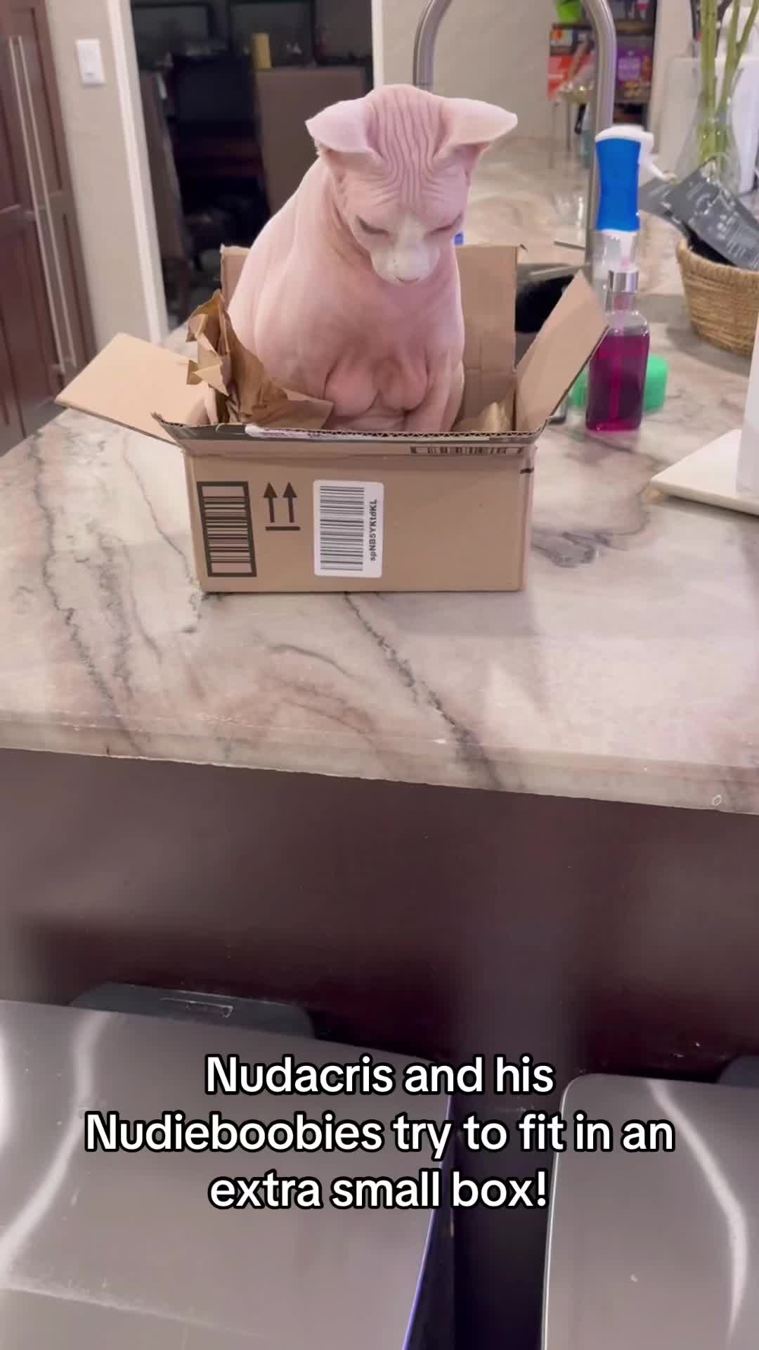 Search Nippybox Girl Mp4