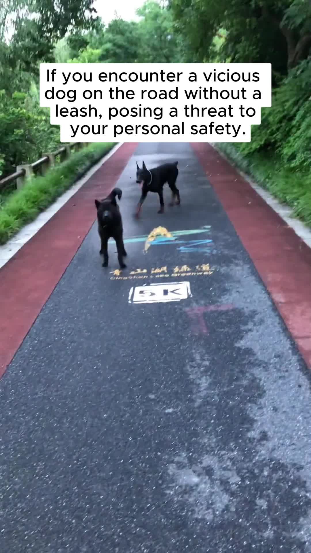 Unleashed dogs? I unleashed | PAWCHUM-GM (@pawchum_cat)