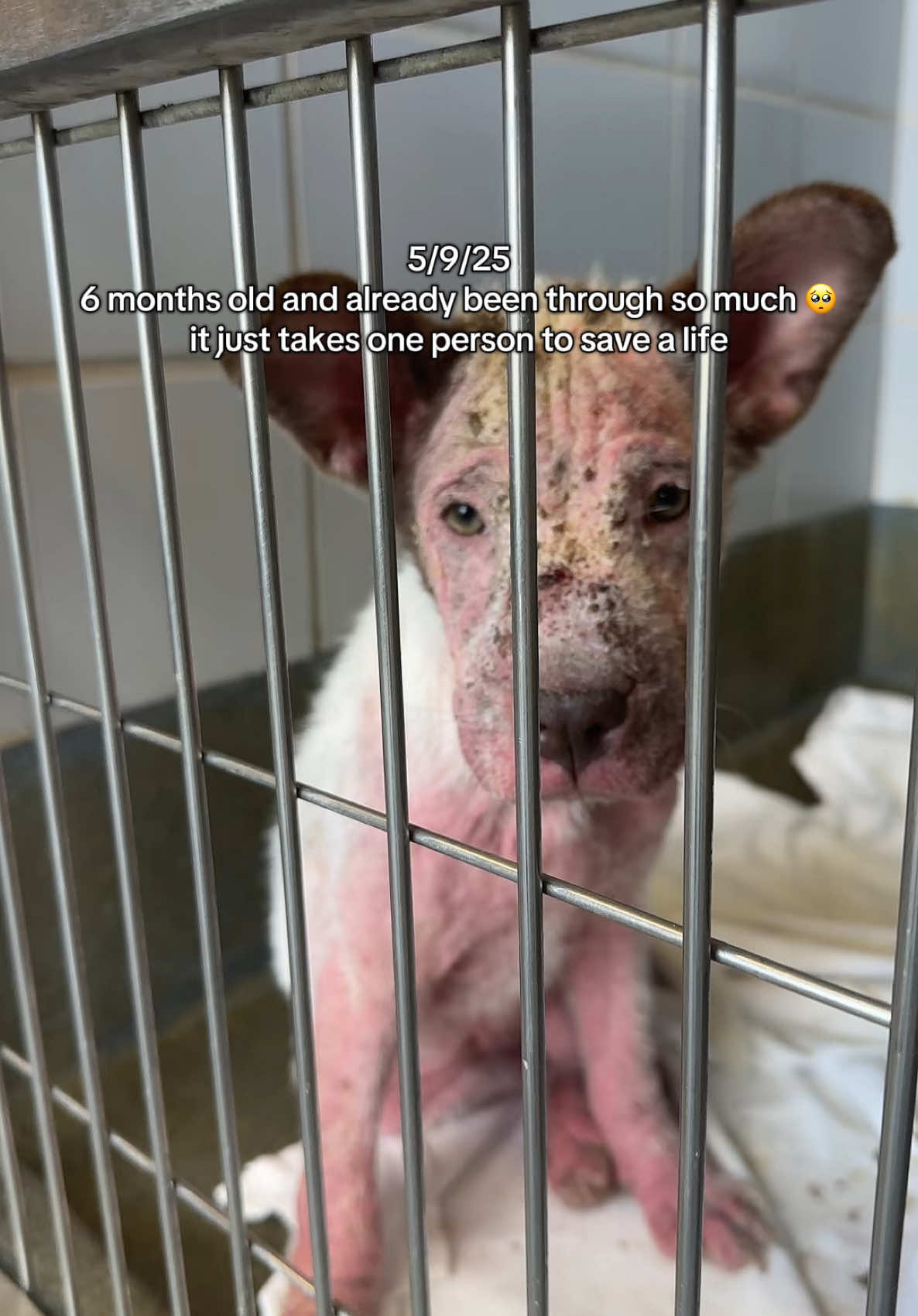 My new animation | Mango Pablo🥭 (@mangopablo)