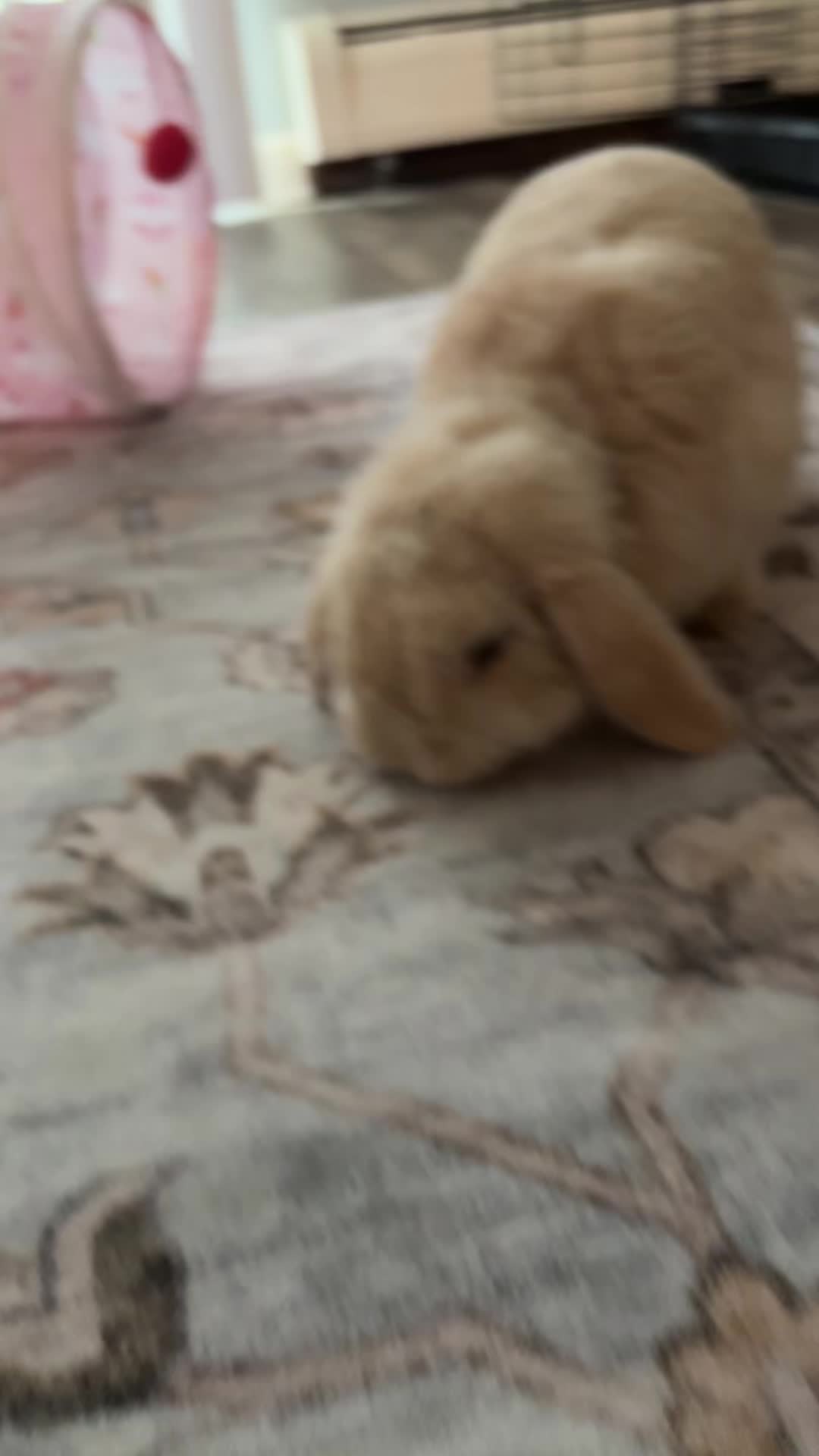 Jess🤍 (@jessgeng) - Urlebird