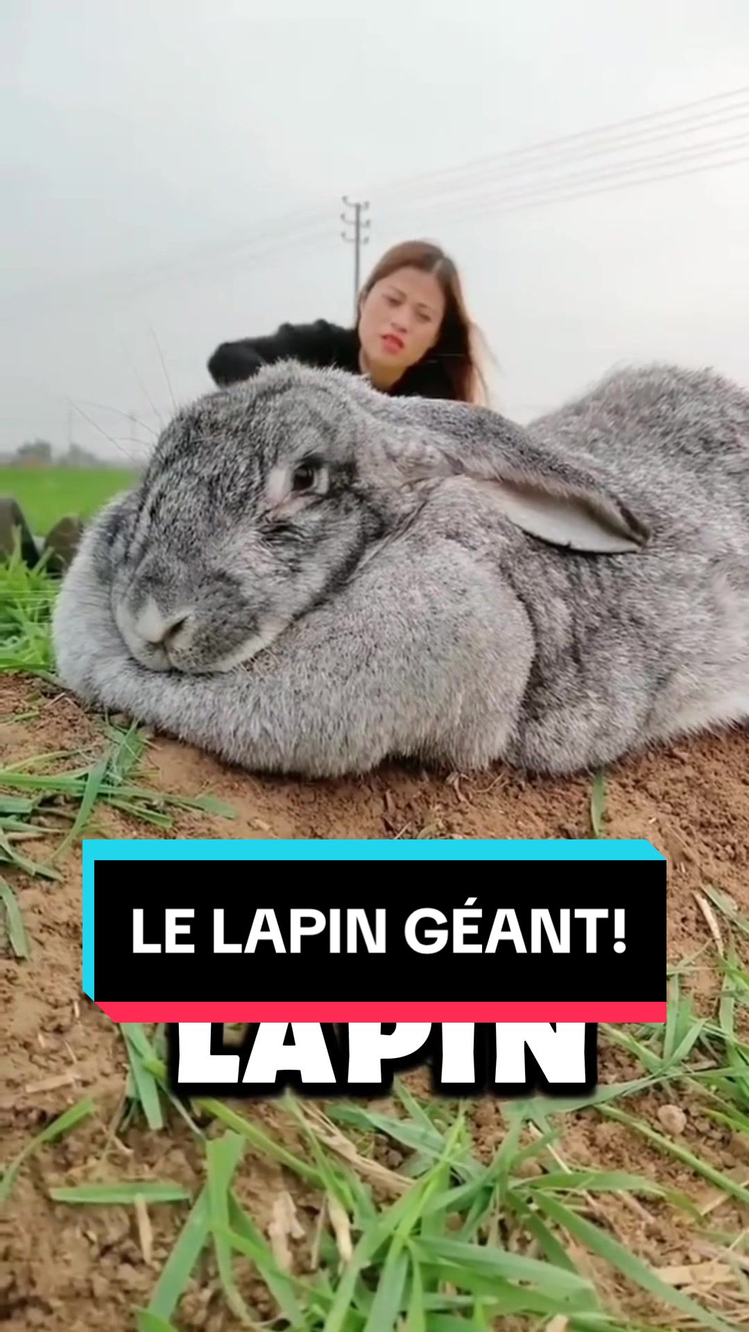 Le Lapin le plus grand du monde | MONDE ANIMAL (@mondeanimal_)