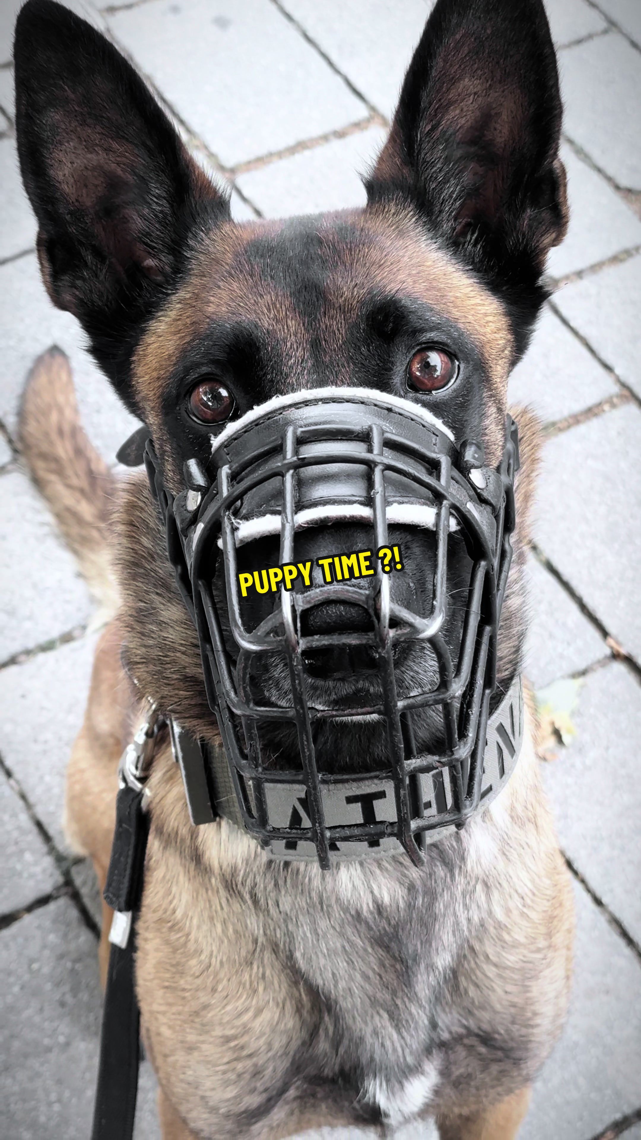 CERBERUS | Michael Rogosin (@shades_of_cerberus) - Urlebird