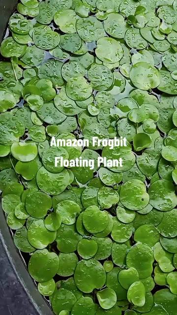Amazon Frogbit Floating Plant, Tanaman | AstaBettaShop (@abelcupid)