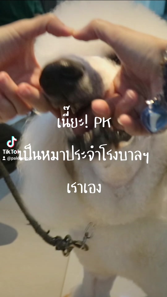มาพับกบ!!! พบกับบบ!! PKKKKK | PK หมามึนนนนน (@pkmamuen)