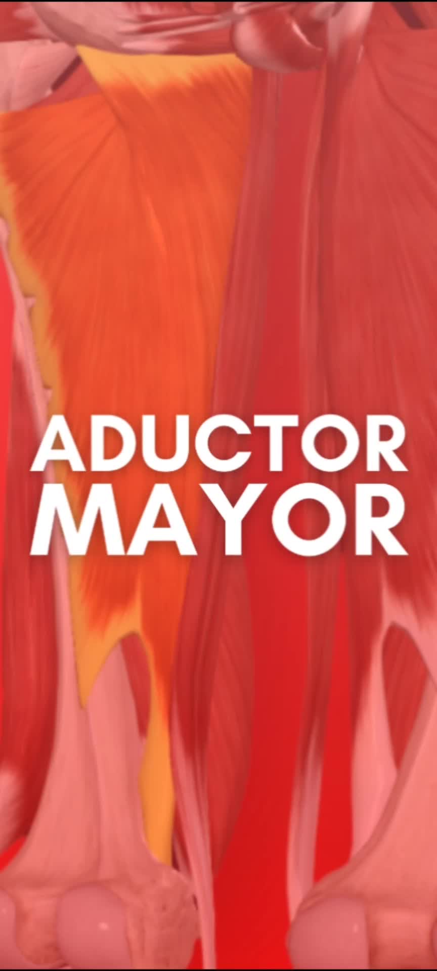 🔴 ADUCTOR MAYOR Sistema muscular y | Anatomía Muscular 🍗 (@anatomiasecreta)