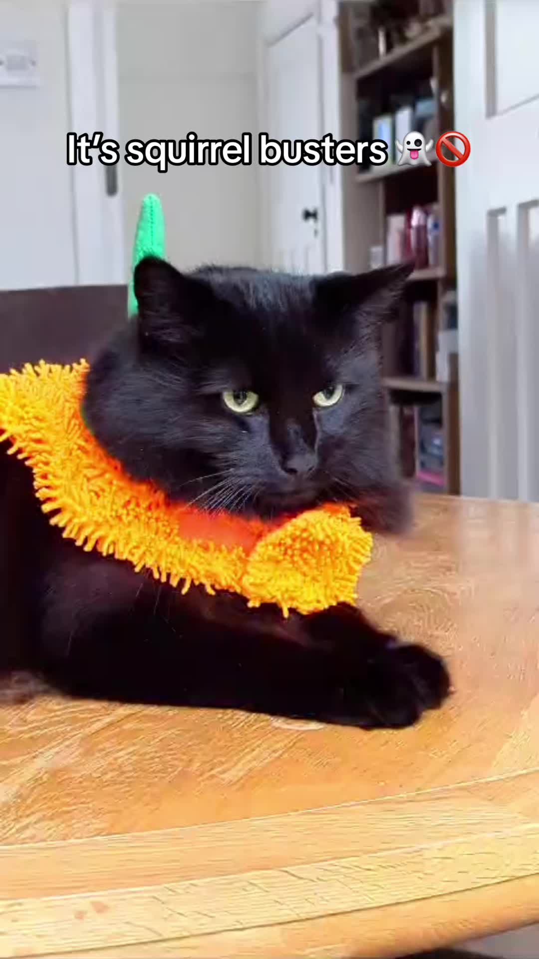 Paws Parrlour 🐾 (@pawsparrlour) - Urlebird