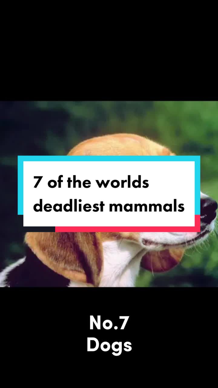 7 of the worlds deadliest mammals | raspatizone (@raspatizone)