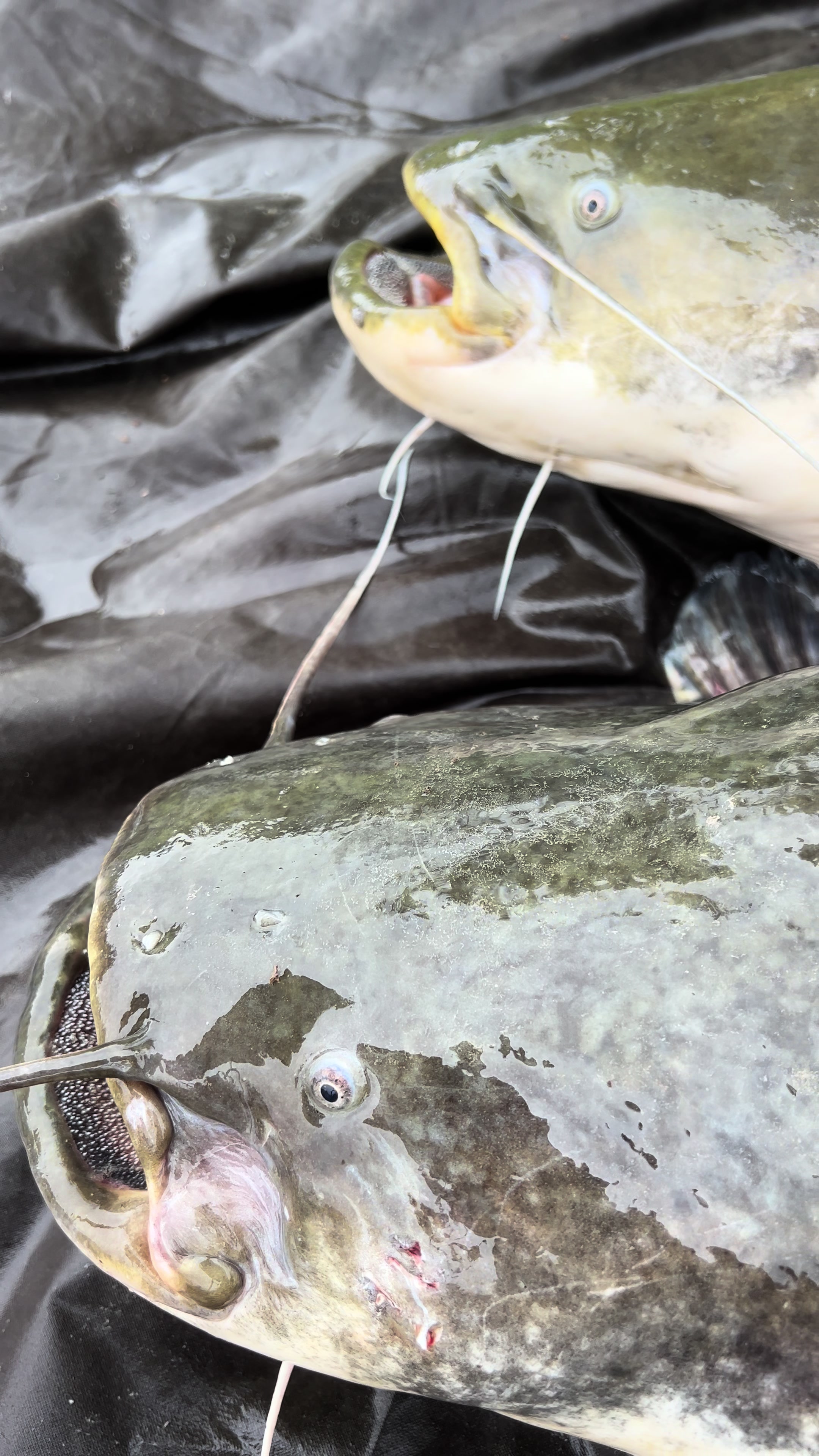 double big with the spinning | alebiancardi_catfishing (@alebiancardi ...