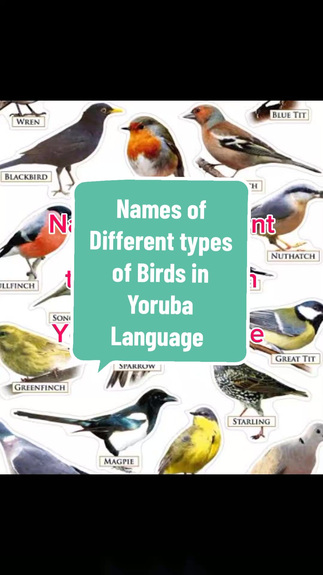 Names of Difference Types of Birds in | Learn With Ogochukwu (@learn ...