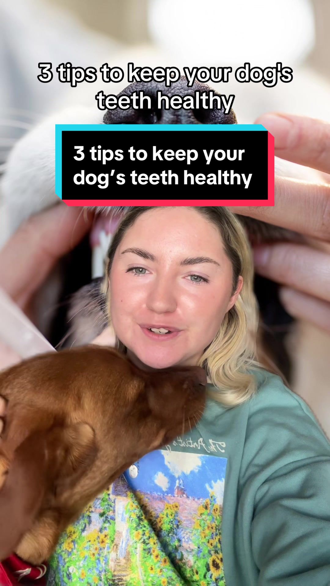 3 tips to keep your dog's teeth | COYA Pet (@coyapet)