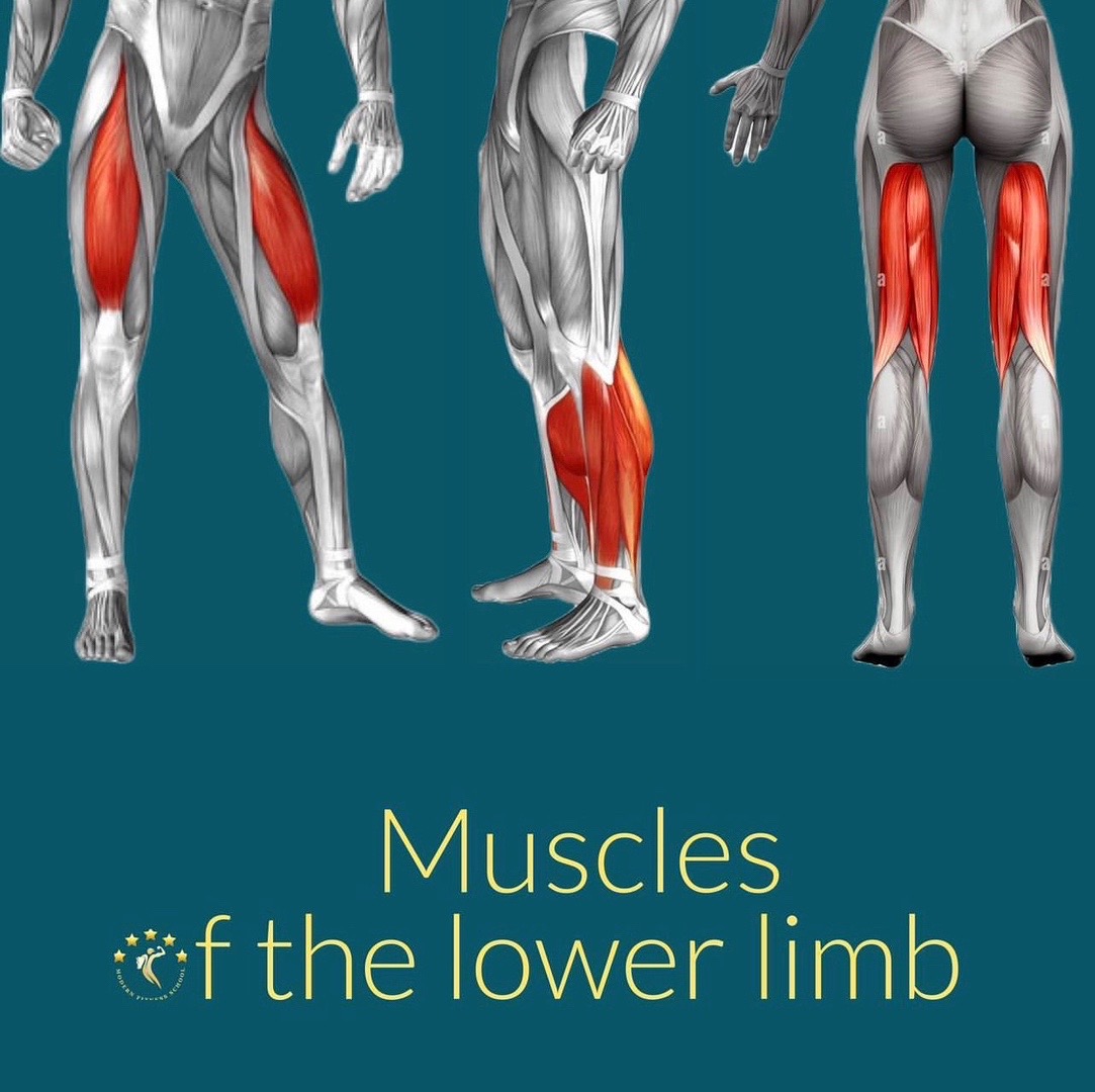 Muscles of the lower limb 💥 📚Several | Modern_Fitness_School (@modern ...