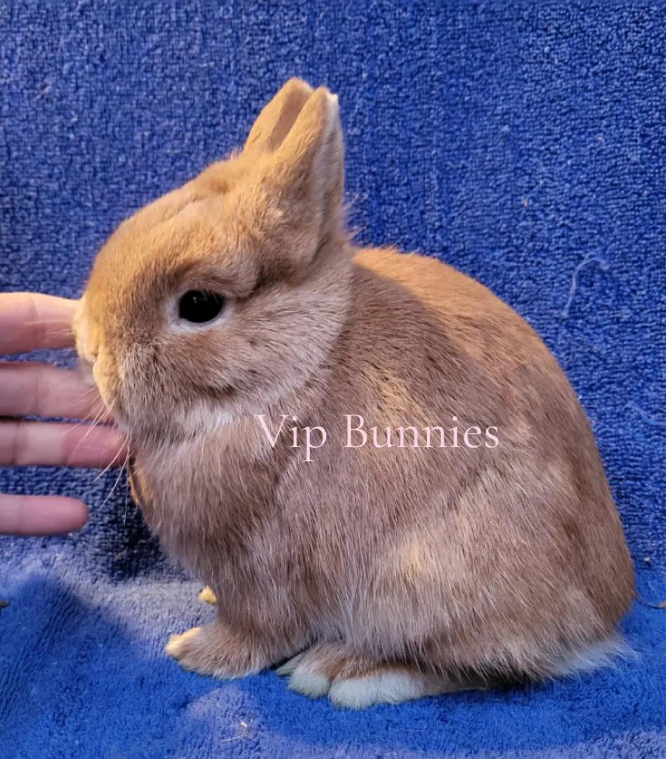 This baby orange Netherland dwarf bunny | Lapins VIP Bunnies #ARBA#ANDRC (@vipbunnies)