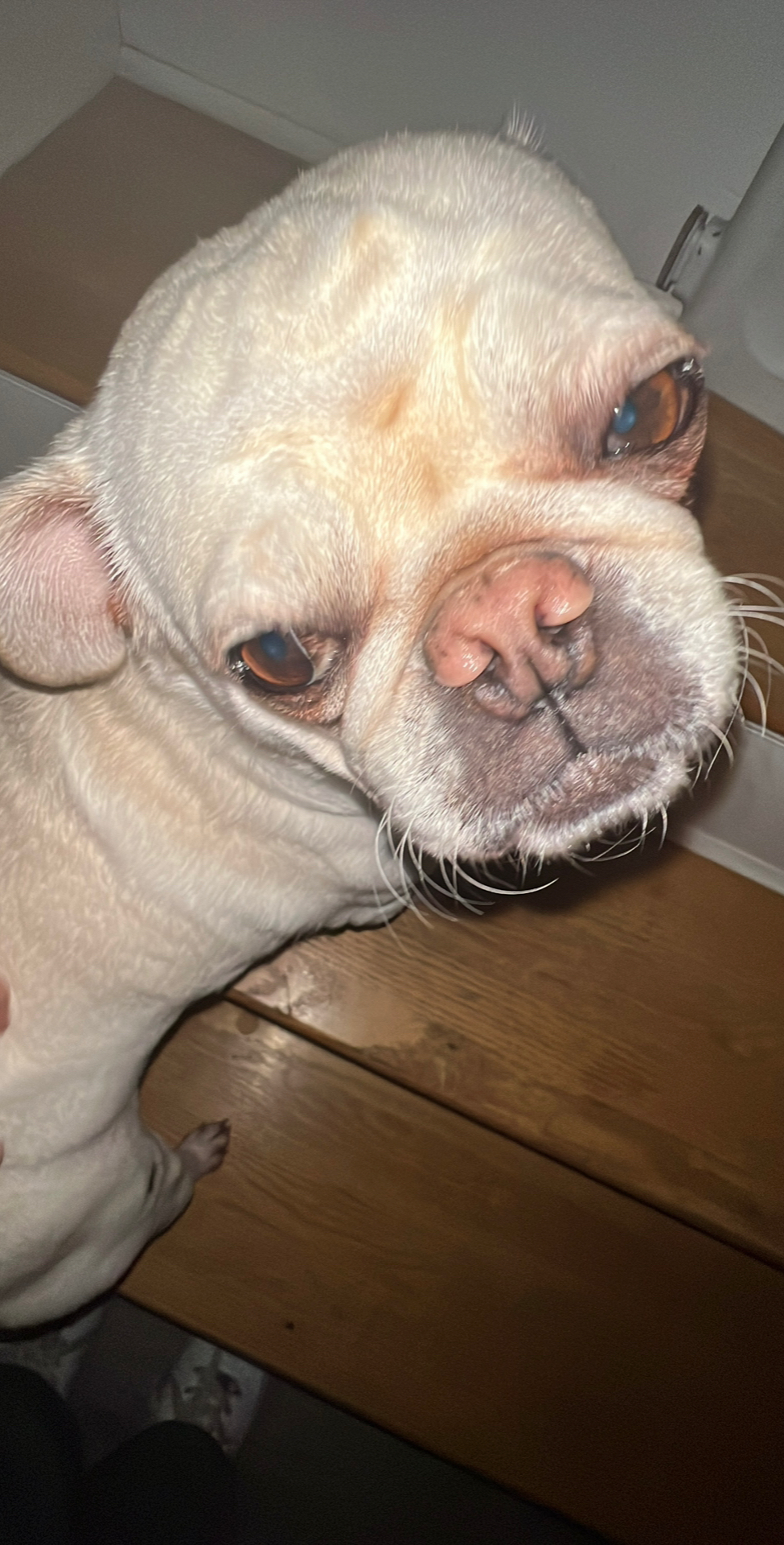 my dogs #fyp #dogs | $ADIE STONE 👑 (@notsadiestone)