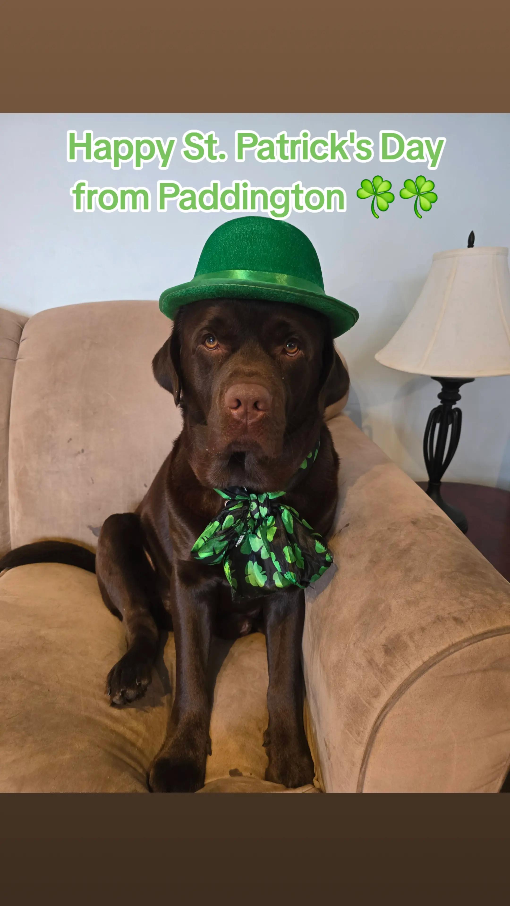 Paddington is all decked out to | Lori Cummings 🇨🇦 (@paddingtonchocolab)